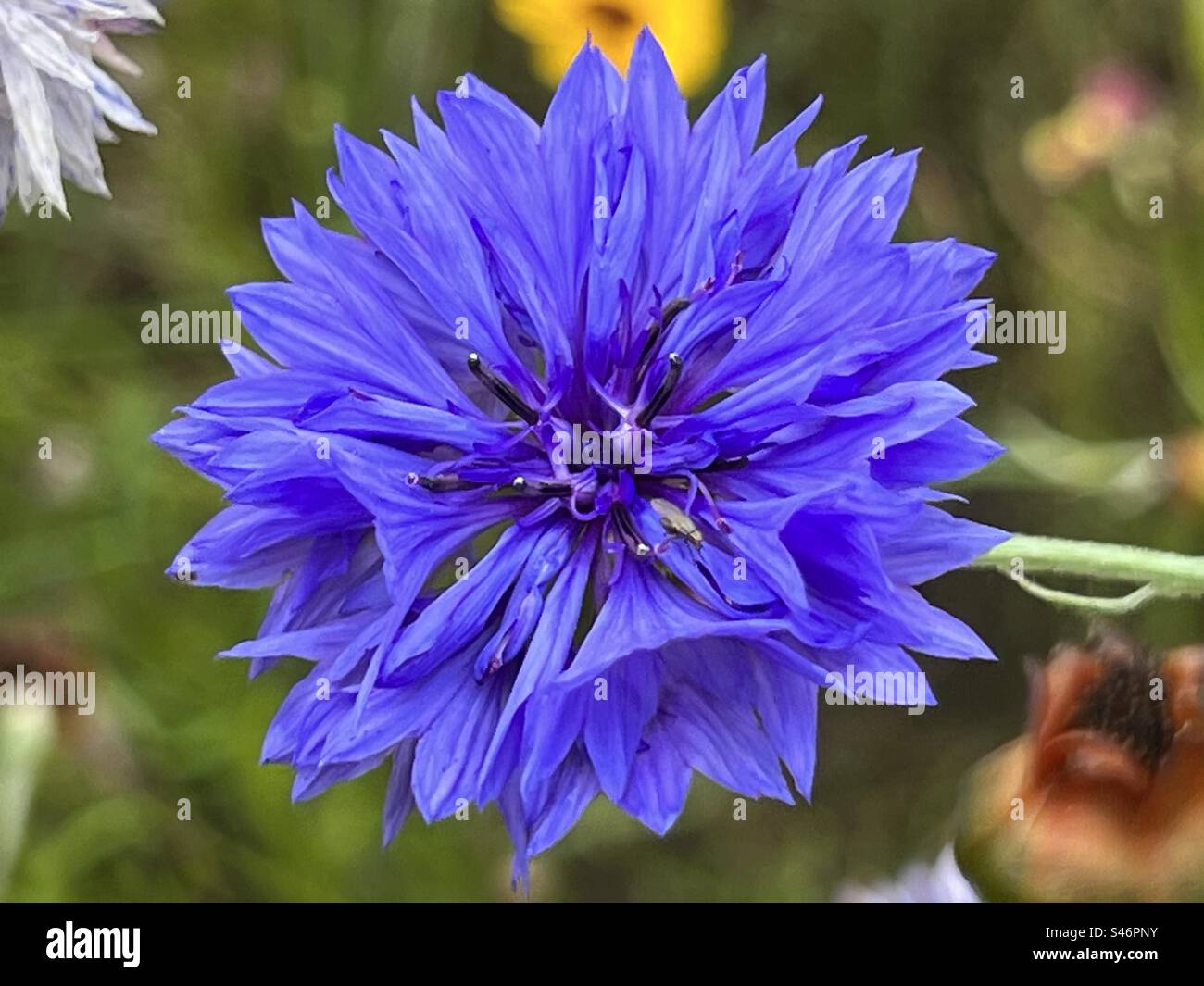 Blue purple flower hi-res stock photography and images - Alamy