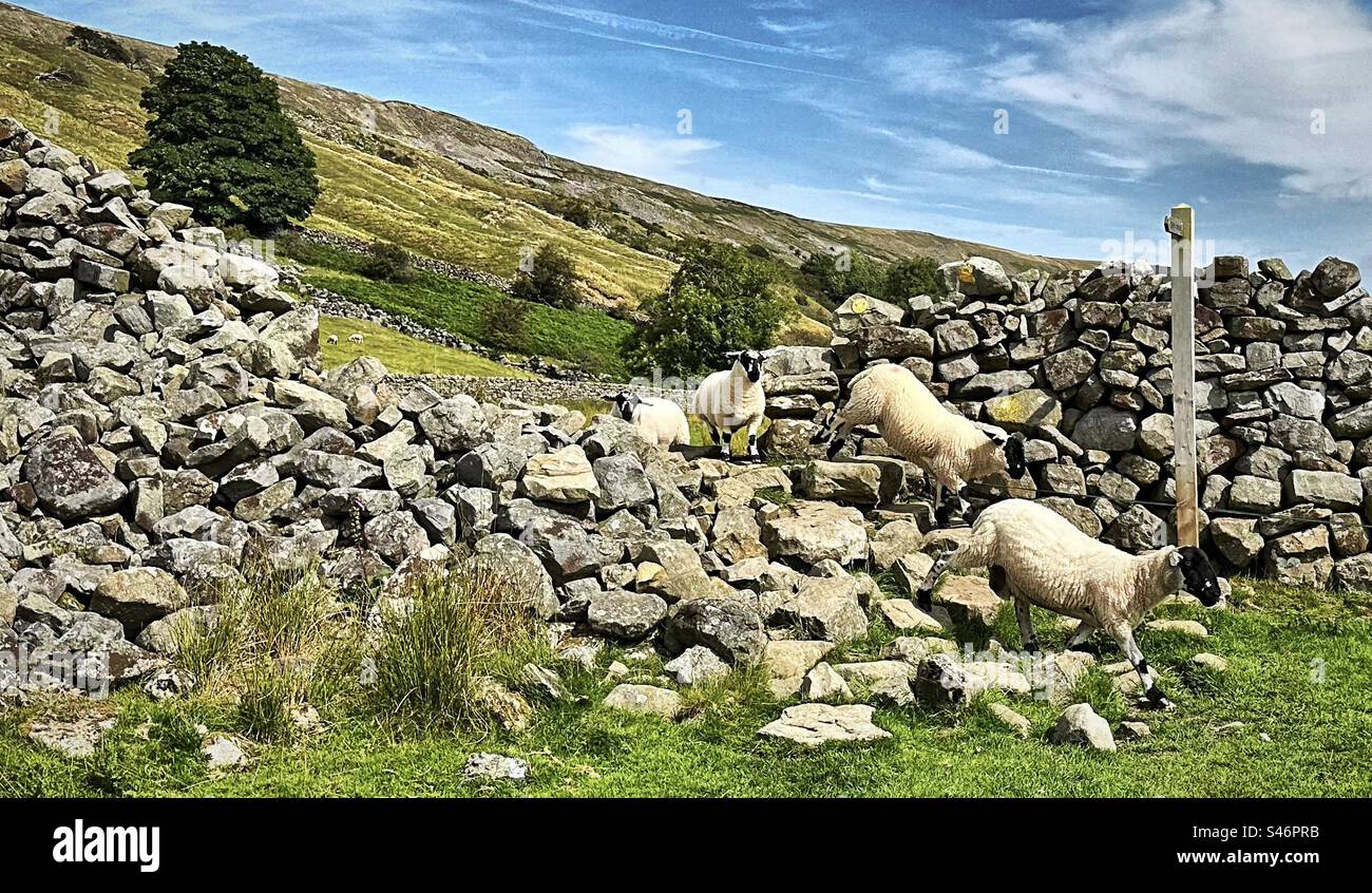 ‘This way!’ a flock of sheep find a shortcut through a crumbled section ...