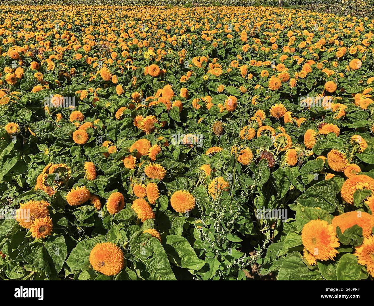 Double sun hi-res stock photography and images - Alamy