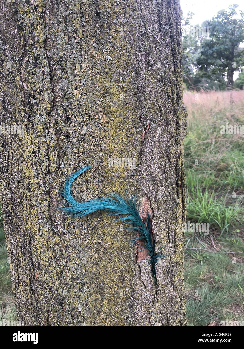 A turquoise feather stuck in a tree Stock Photo - Alamy