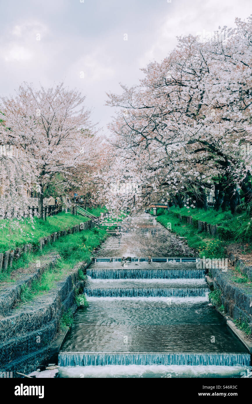 Stunning view of cherry blossom, grass and waterfall in Japan Stock ...