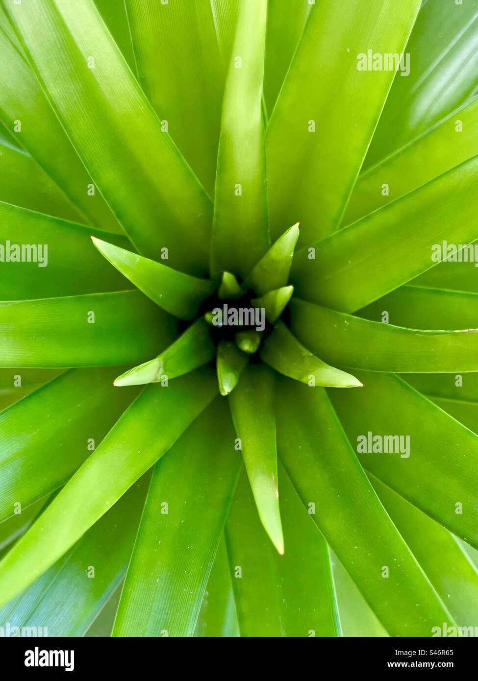 Vortex of green plant life Stock Photo - Alamy