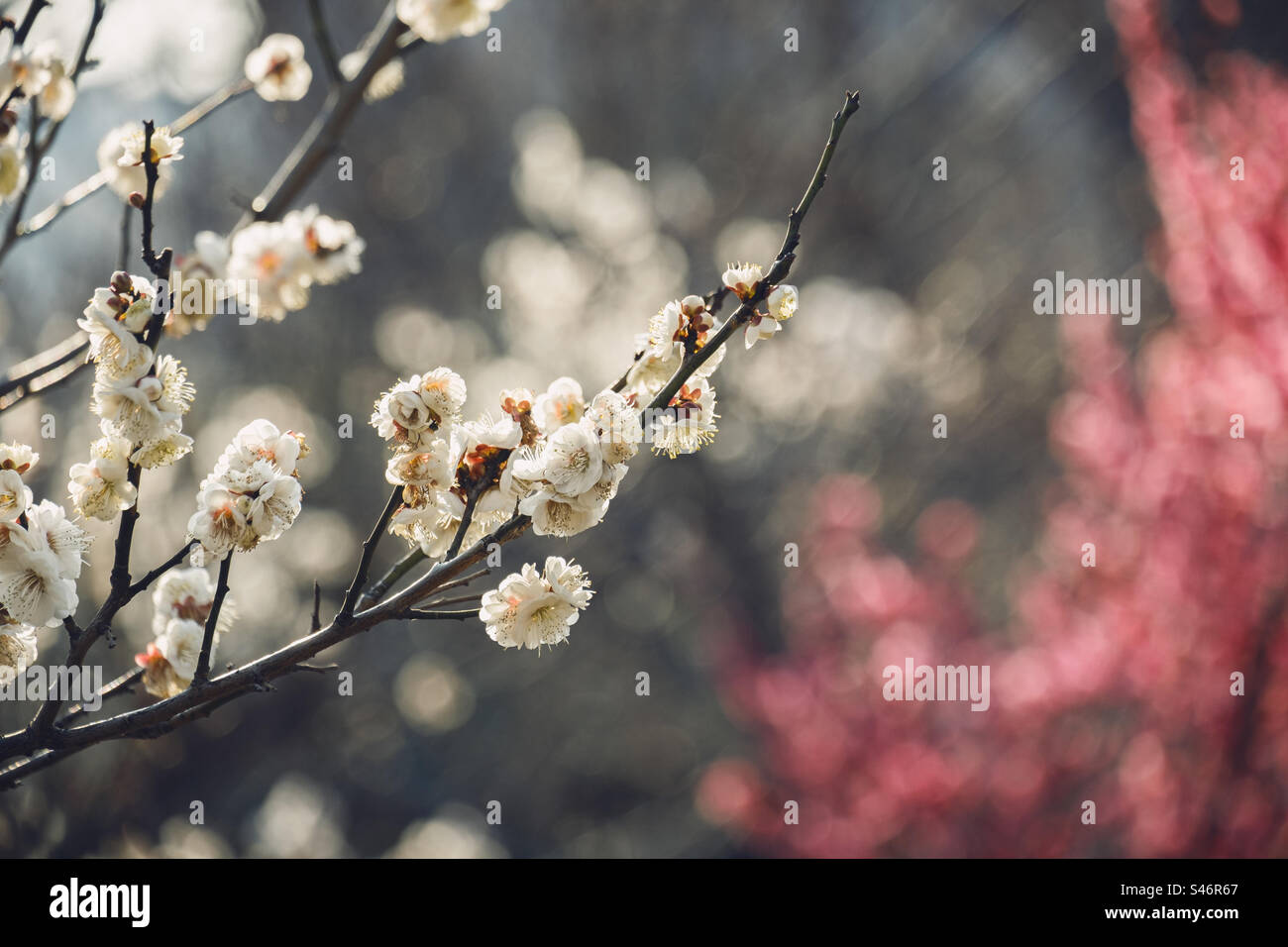 Umeflowers hi-res stock photography and images - Alamy