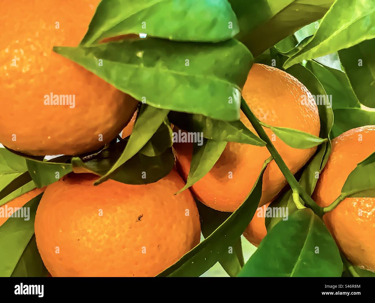Fresh oranges tree hi-res stock photography and images - Alamy