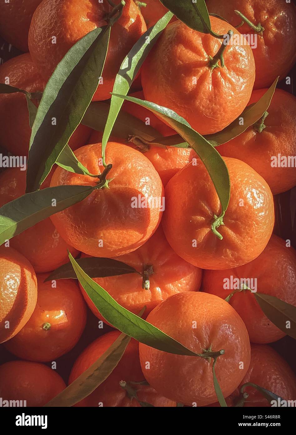A haul of fresh mandarin oranges with leaves on Stock Photo - Alamy