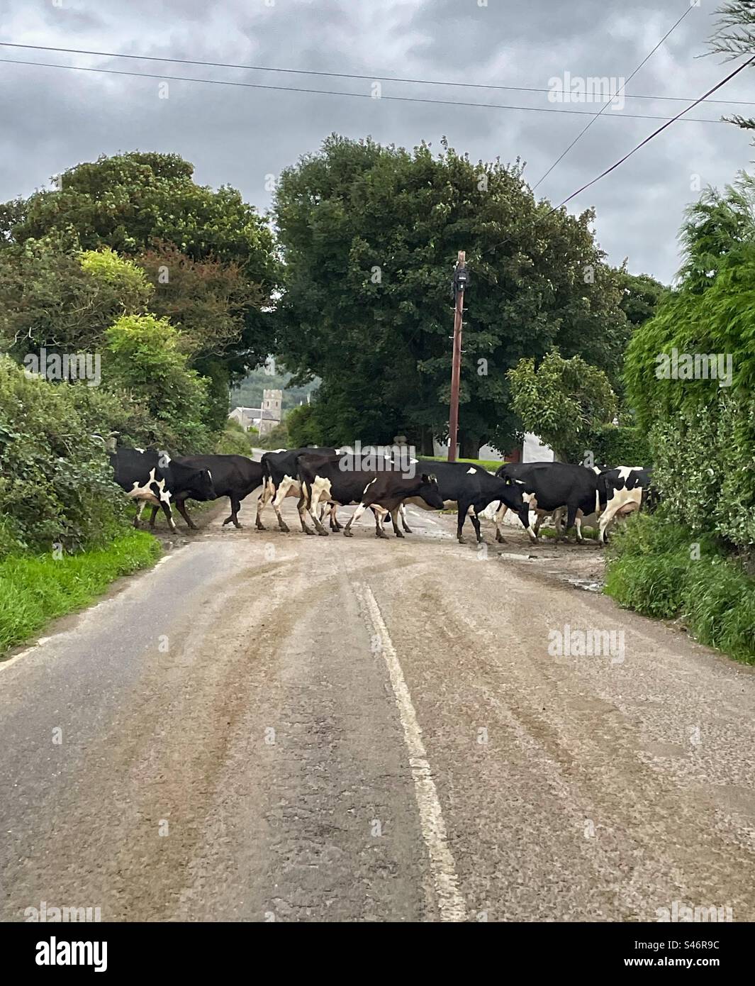 A herd of dairy cattle crossing a country road in County Kerry, Ireland ...