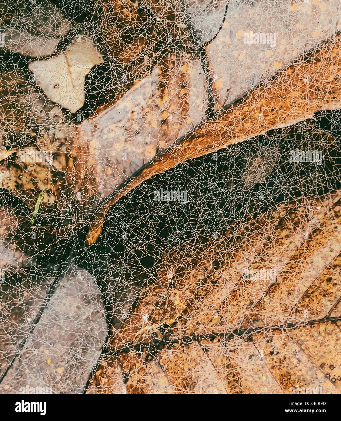 A mass of cobwebs over fallen autumn leaves Stock Photo - Alamy