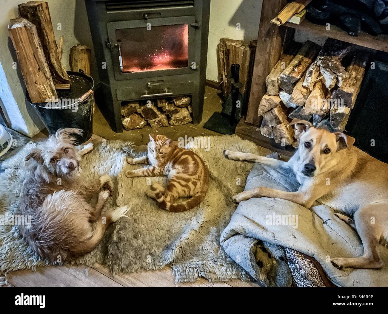 Family, cats and dogs hi-res stock photography and images - Alamy