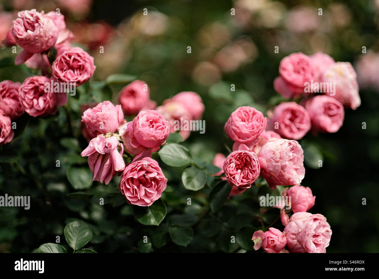 Piano rose hi-res stock photography and images - Alamy