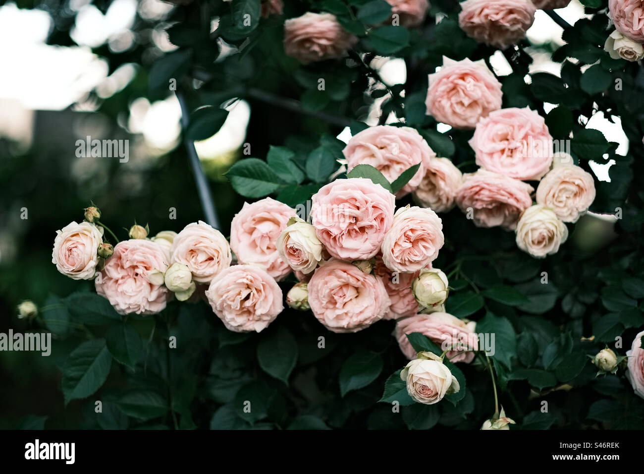 Beautiful pale roses wallpapers Stock Photo - Alamy