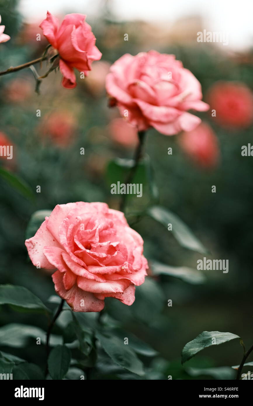 Beautiful roses hi-res stock photography and images - Alamy