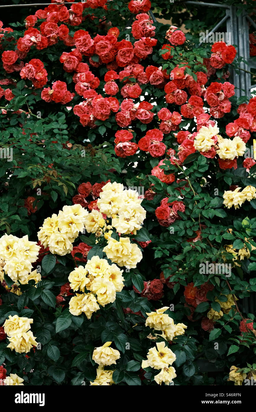 Red and yellow roses Stock Photo - Alamy