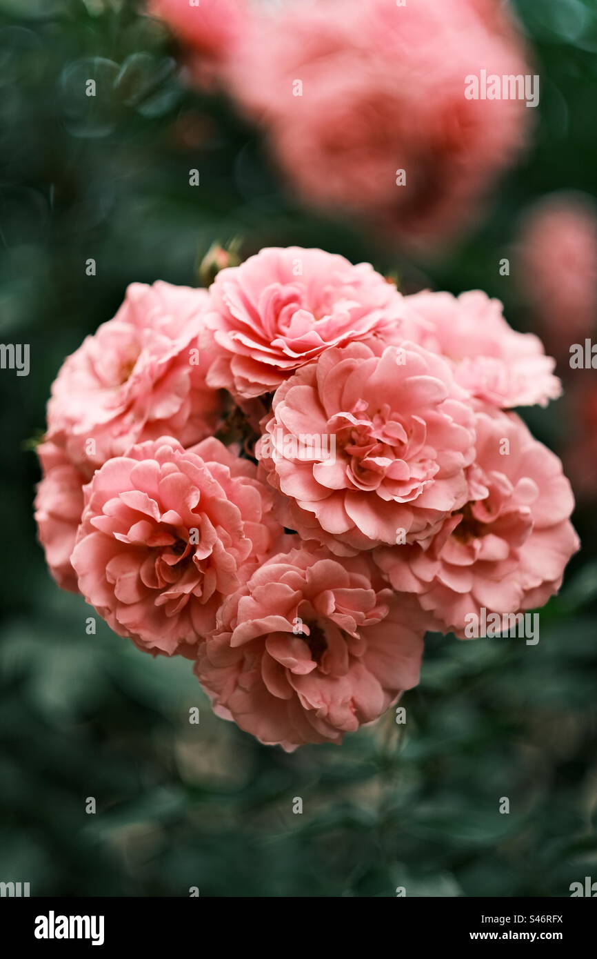 Pale nature hi-res stock photography and images - Alamy