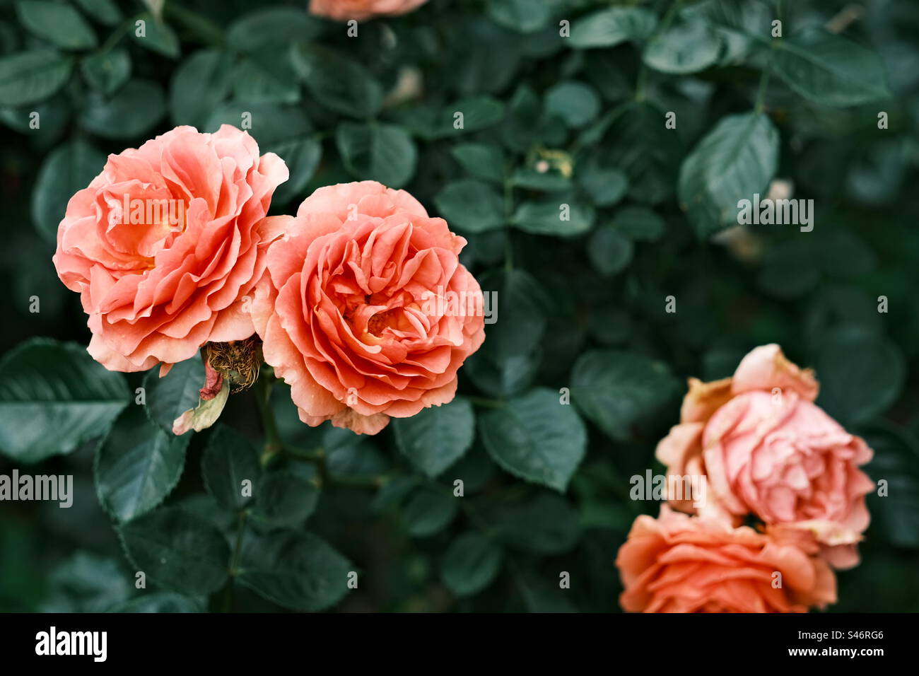 Double roses hi-res stock photography and images - Alamy