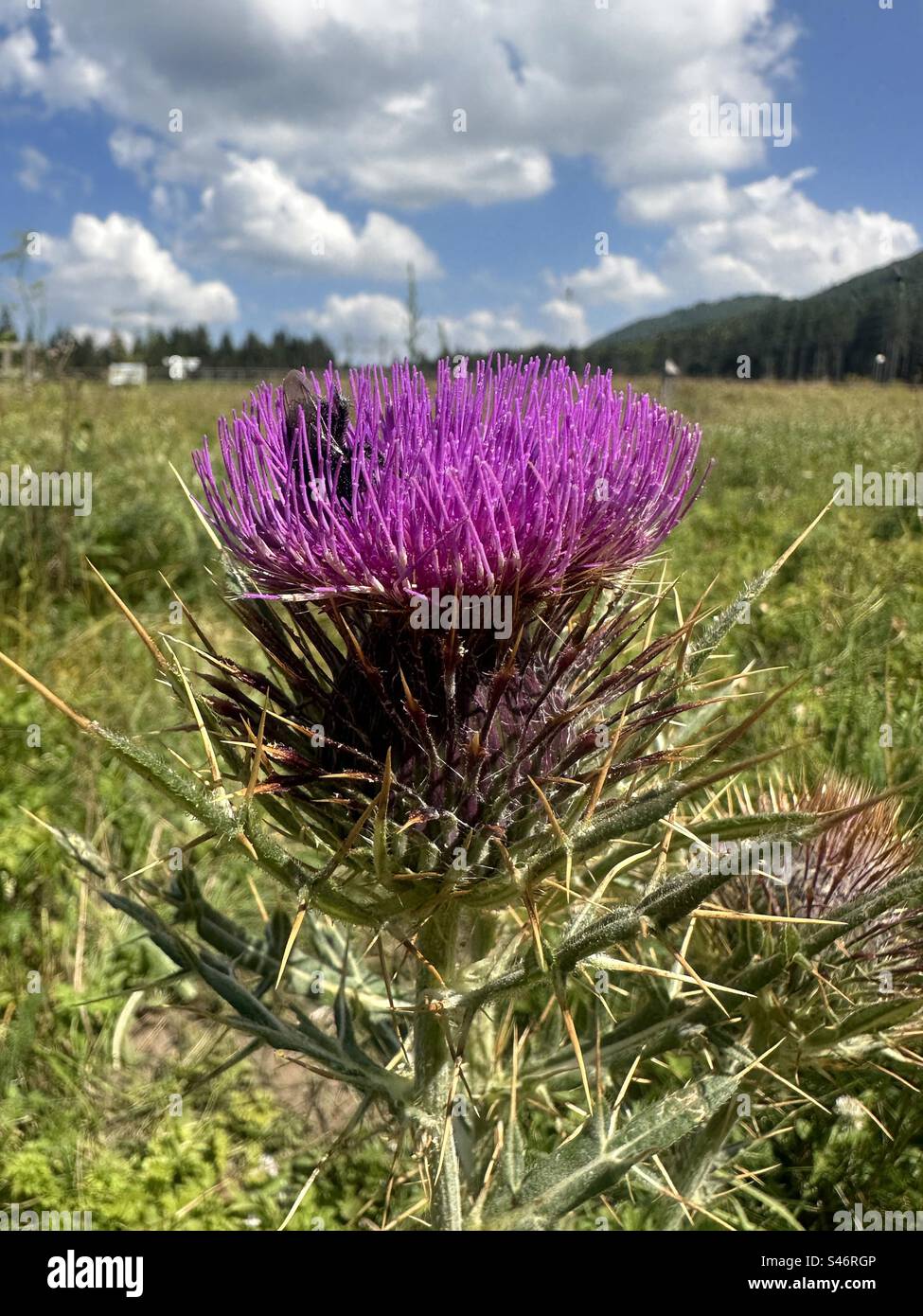 Bright thistle hi-res stock photography and images - Alamy