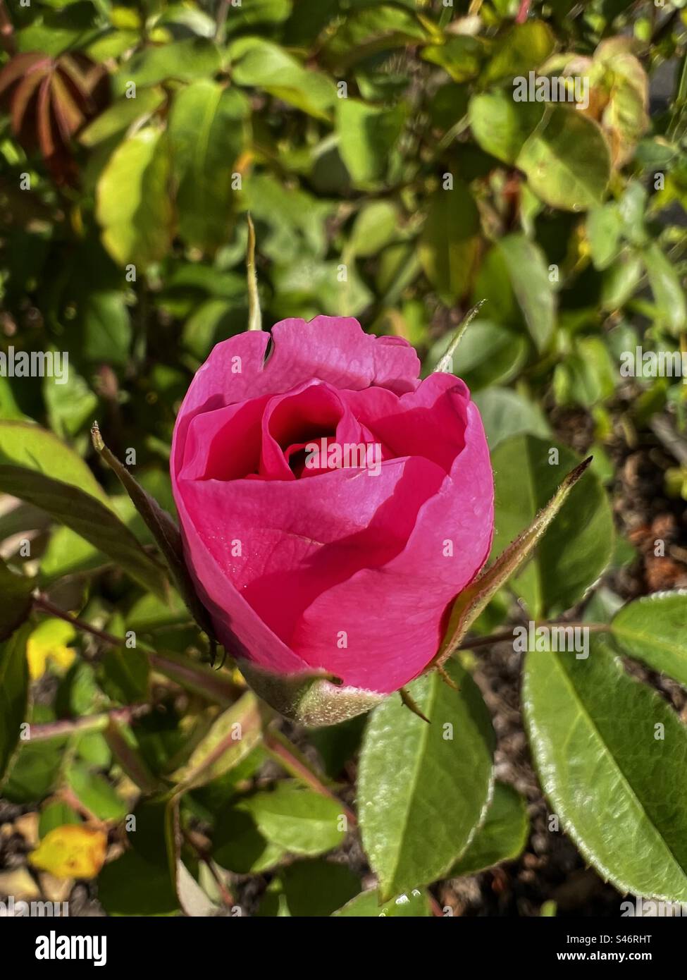 Single pink rosebud hi-res stock photography and images - Alamy