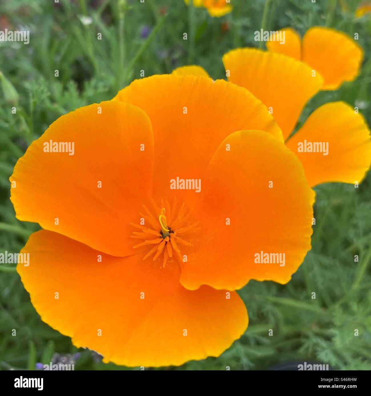 California poppy, a perennial plant, renowned for its eye-catching ...
