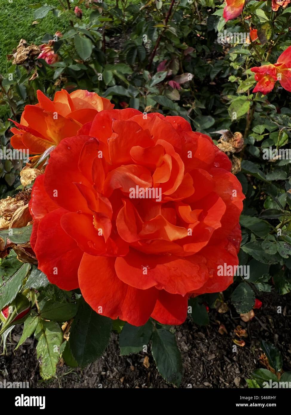 Bush grasses hi-res stock photography and images - Alamy