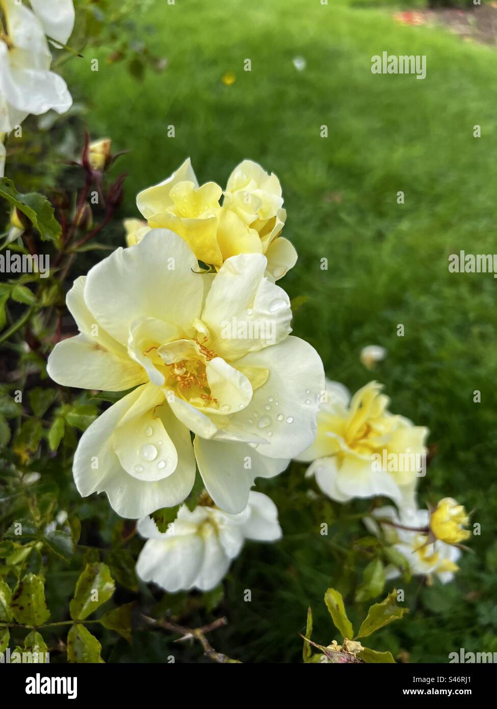 Pale yellow rose hi-res stock photography and images - Alamy