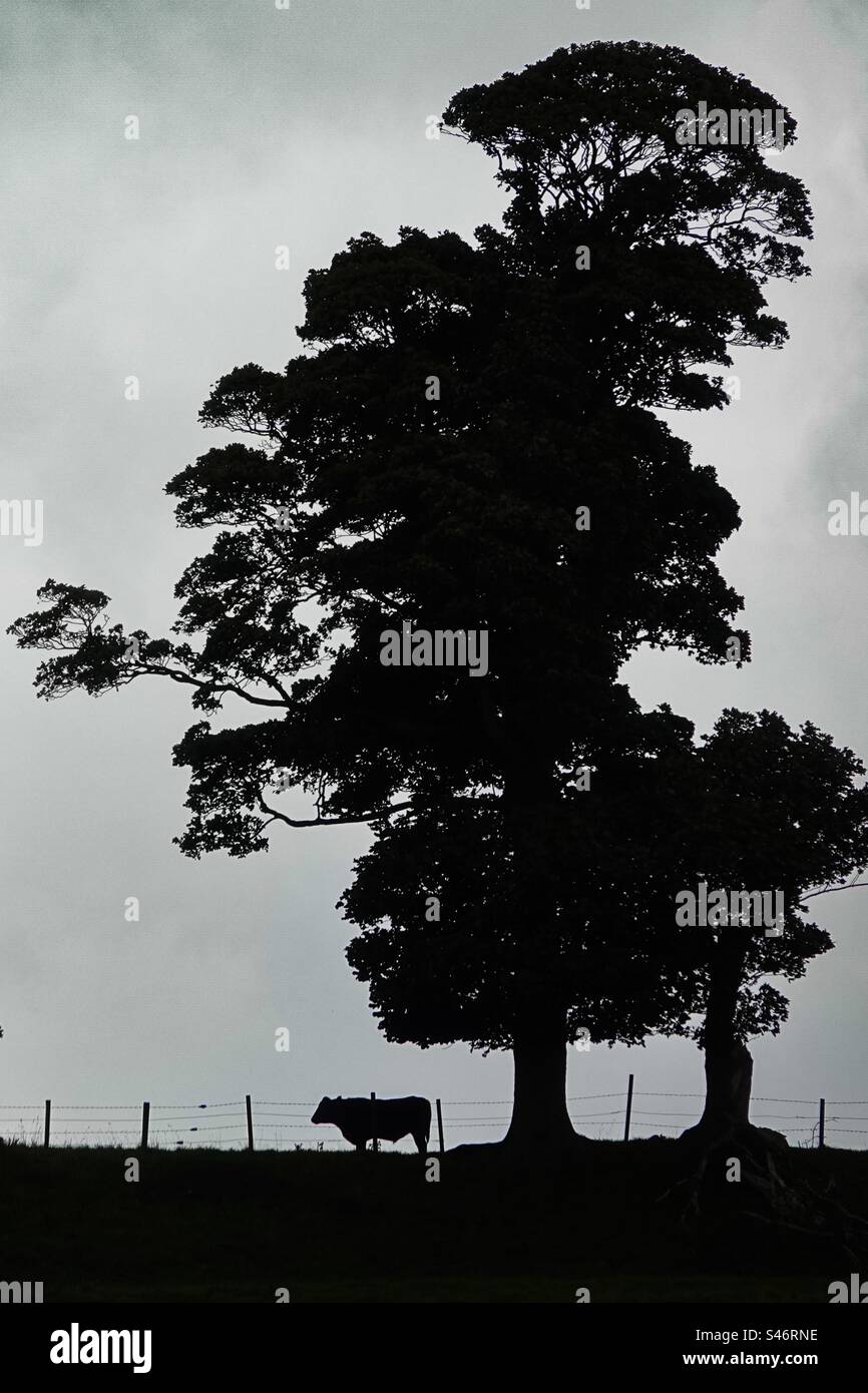 Cow under tree hi-res stock photography and images - Alamy