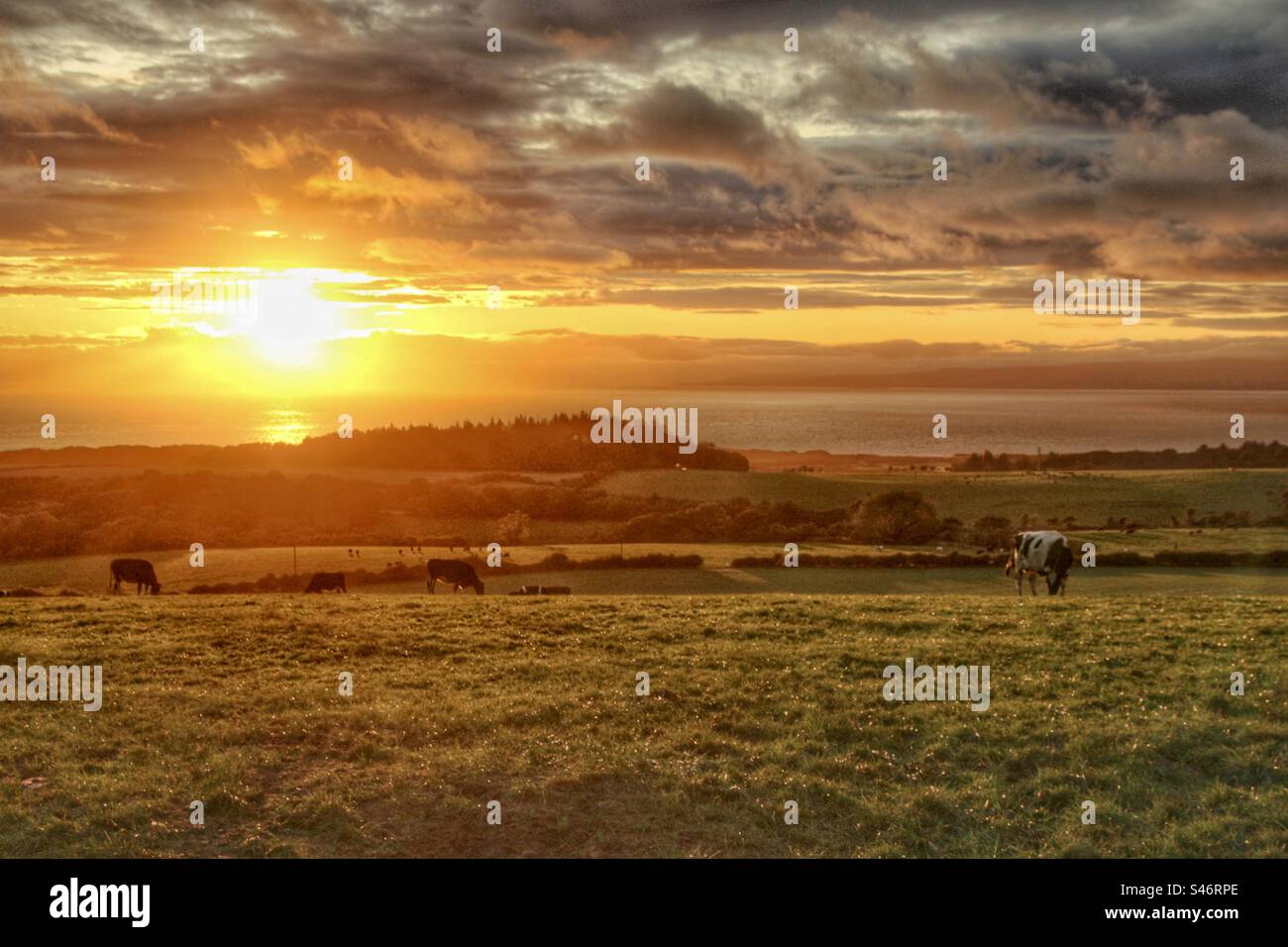 Cattle sunset hi-res stock photography and images - Alamy