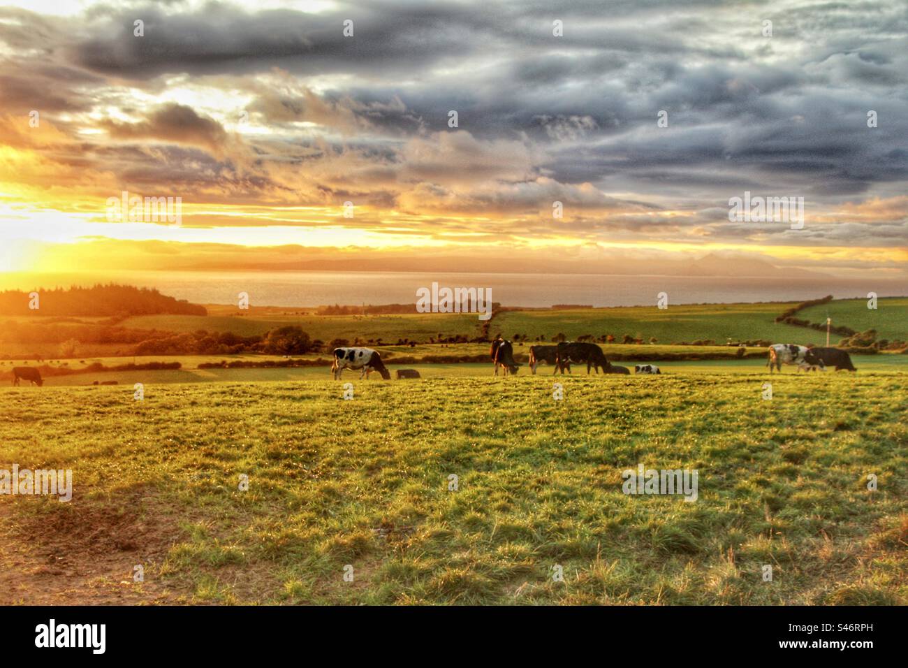 Cattle sunset hi-res stock photography and images - Alamy