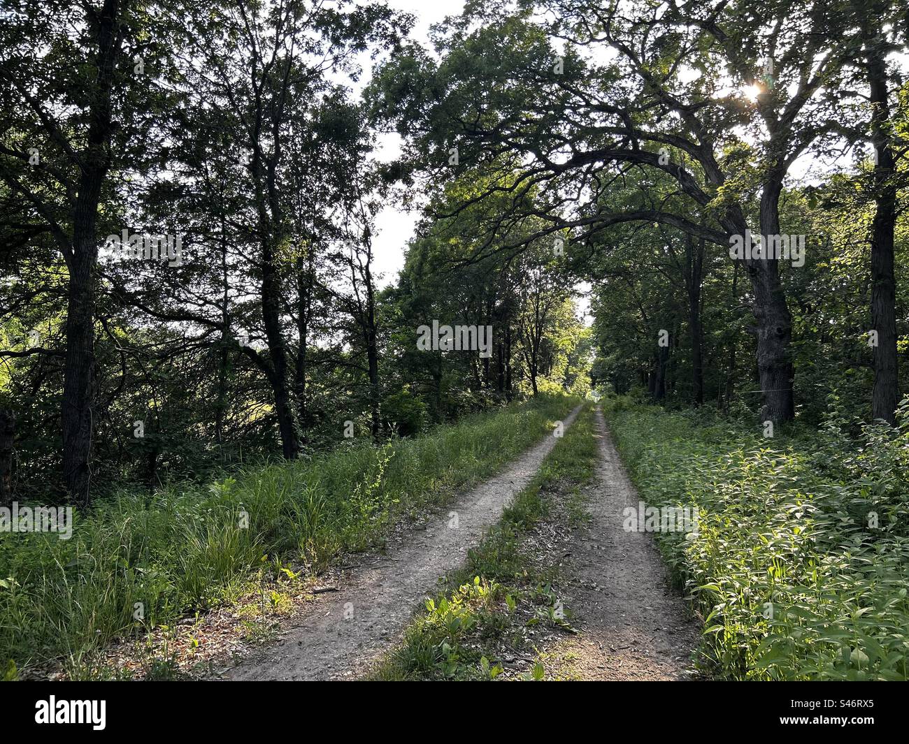 Remote forest road hi-res stock photography and images - Alamy