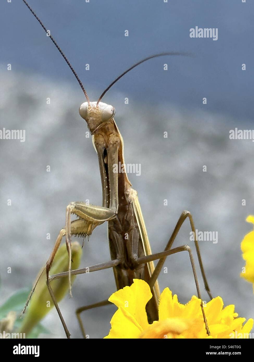 Mantis claws hi-res stock photography and images - Alamy