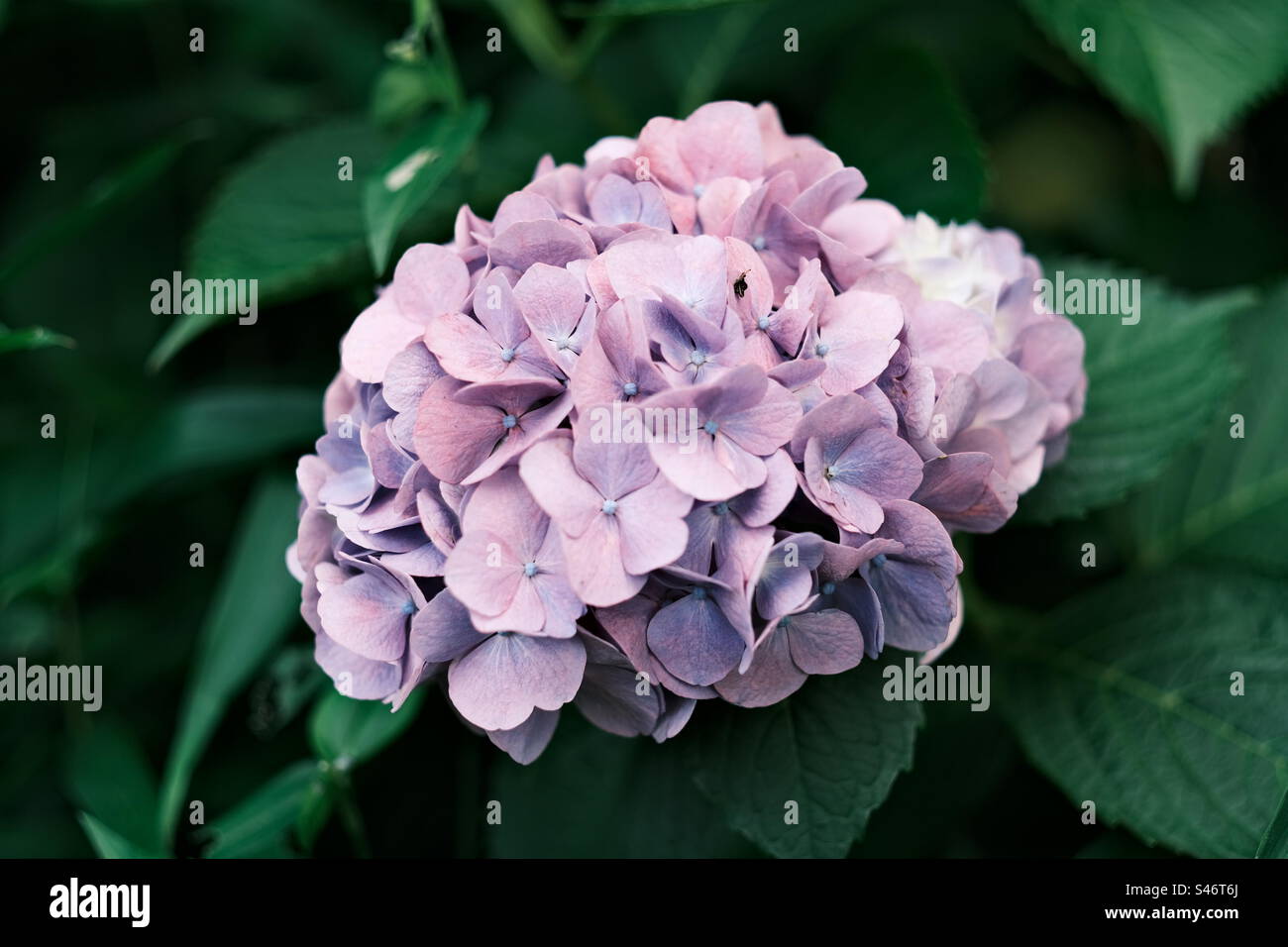A close up Hydrangea flower's photo Stock Photo - Alamy