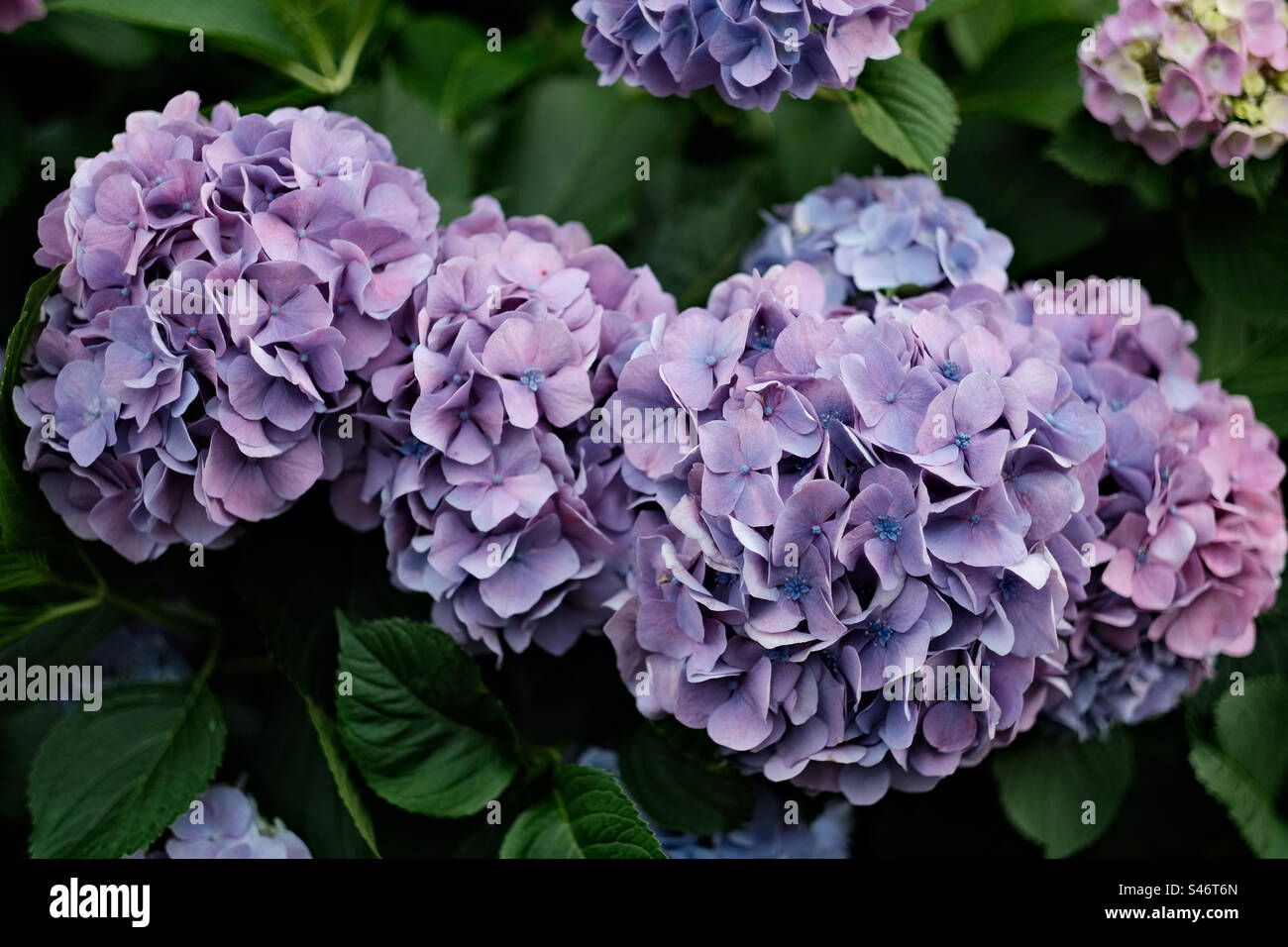 Color variation hi-res stock photography and images - Alamy