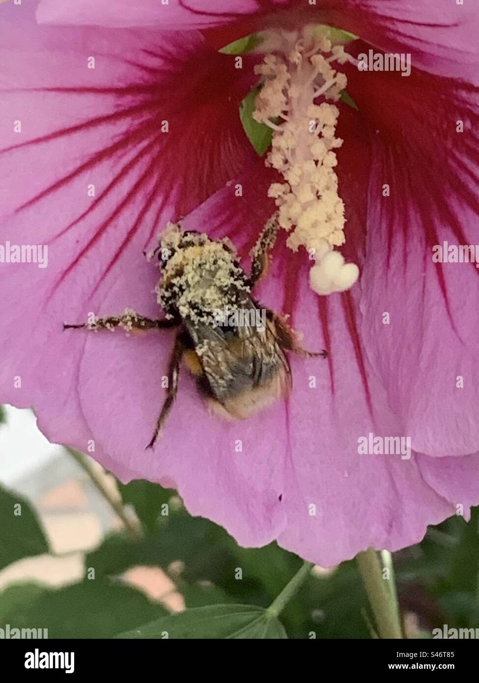 Bumble bee pollen hi-res stock photography and images - Alamy