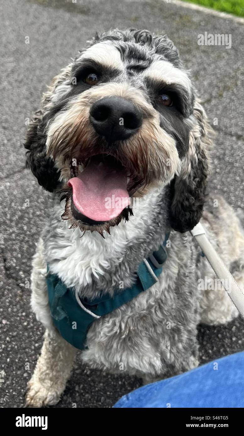 Cockapoo dogs hi-res stock photography and images - Alamy