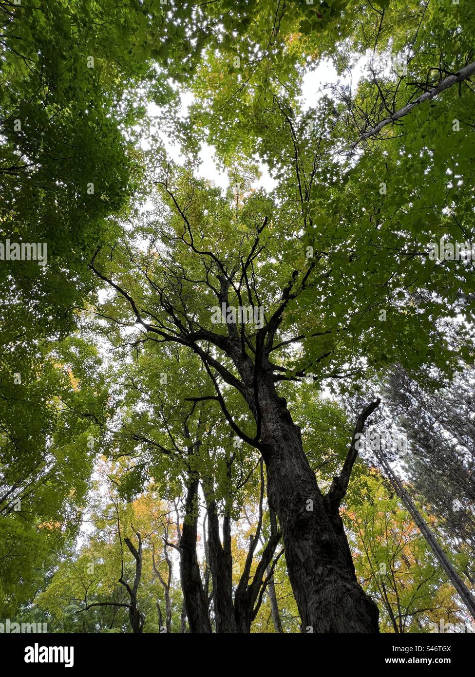 Tall tree in forest hi-res stock photography and images - Alamy