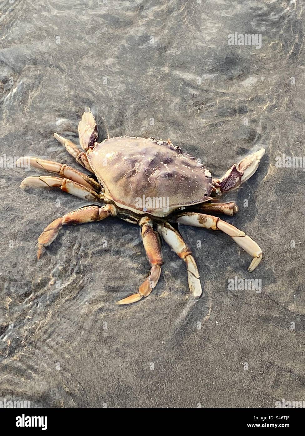 Seaside oregon crab hi-res stock photography and images - Alamy