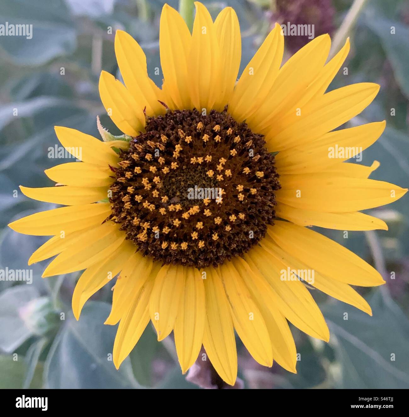 Sunflower skyscraper hi-res stock photography and images - Alamy