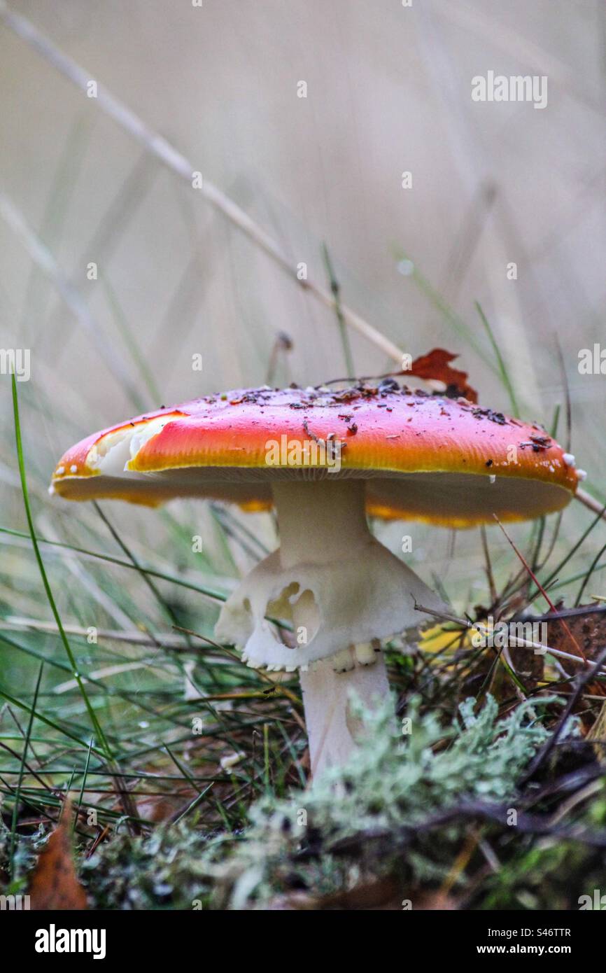 Svamp hi-res stock photography and images - Alamy