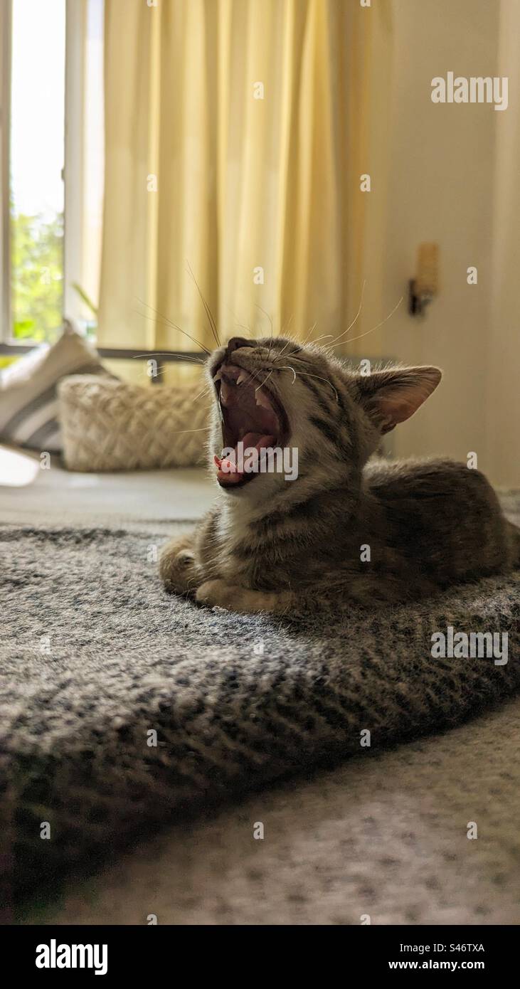 Cute little grey tabby cat giving a big yawn with its mouth wide open ...