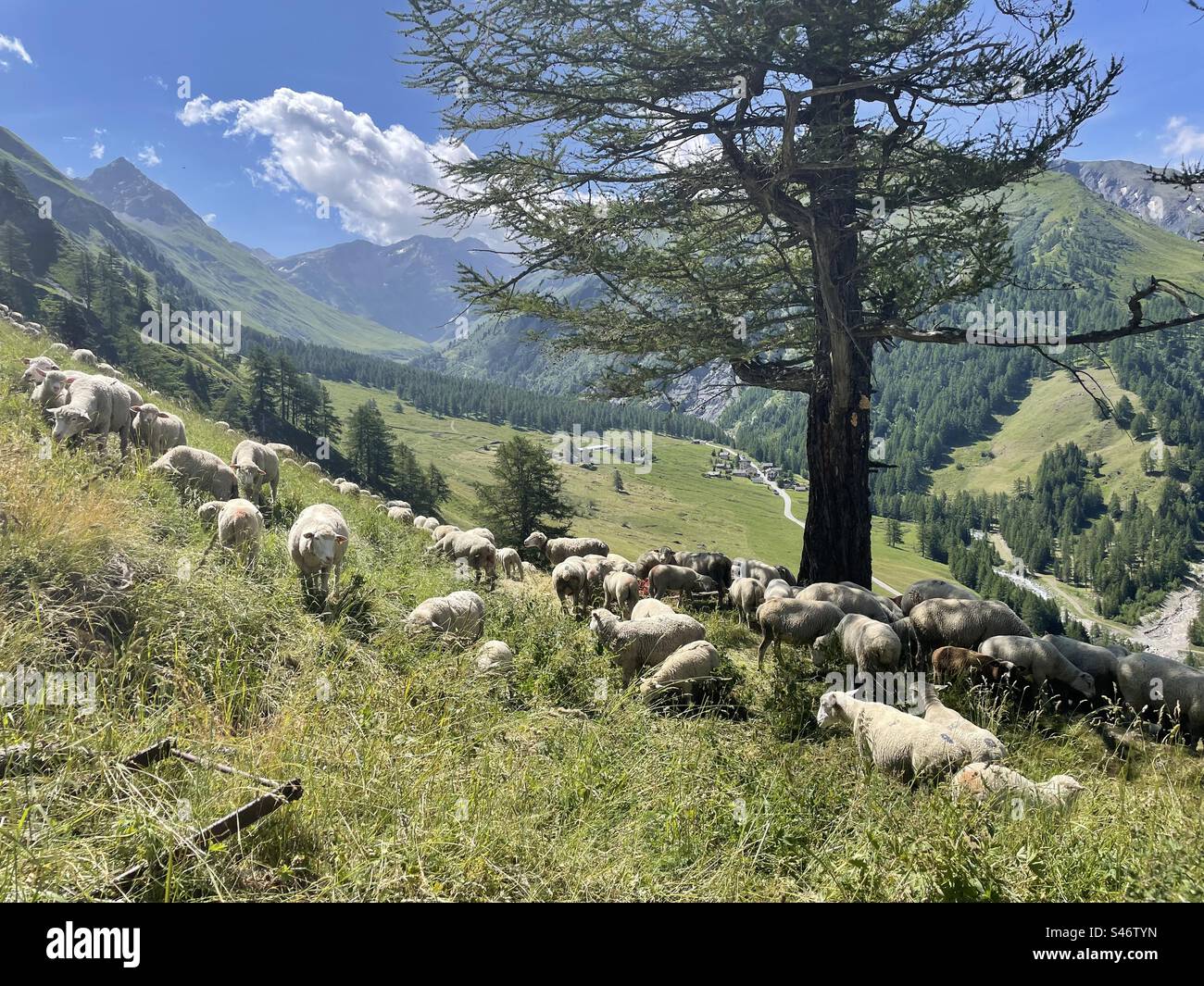 Valais sheep hi-res stock photography and images - Alamy