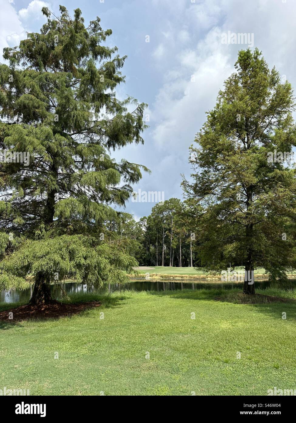 Large cypress hi-res stock photography and images - Alamy