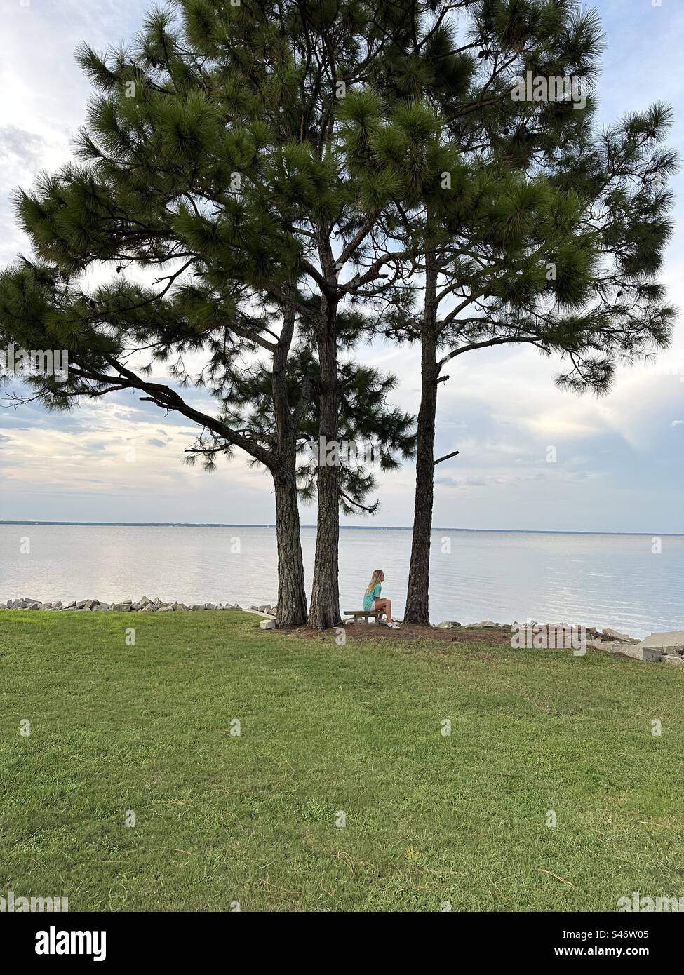 Young girl waiting to watch sunset under large pine tree by bay water ...