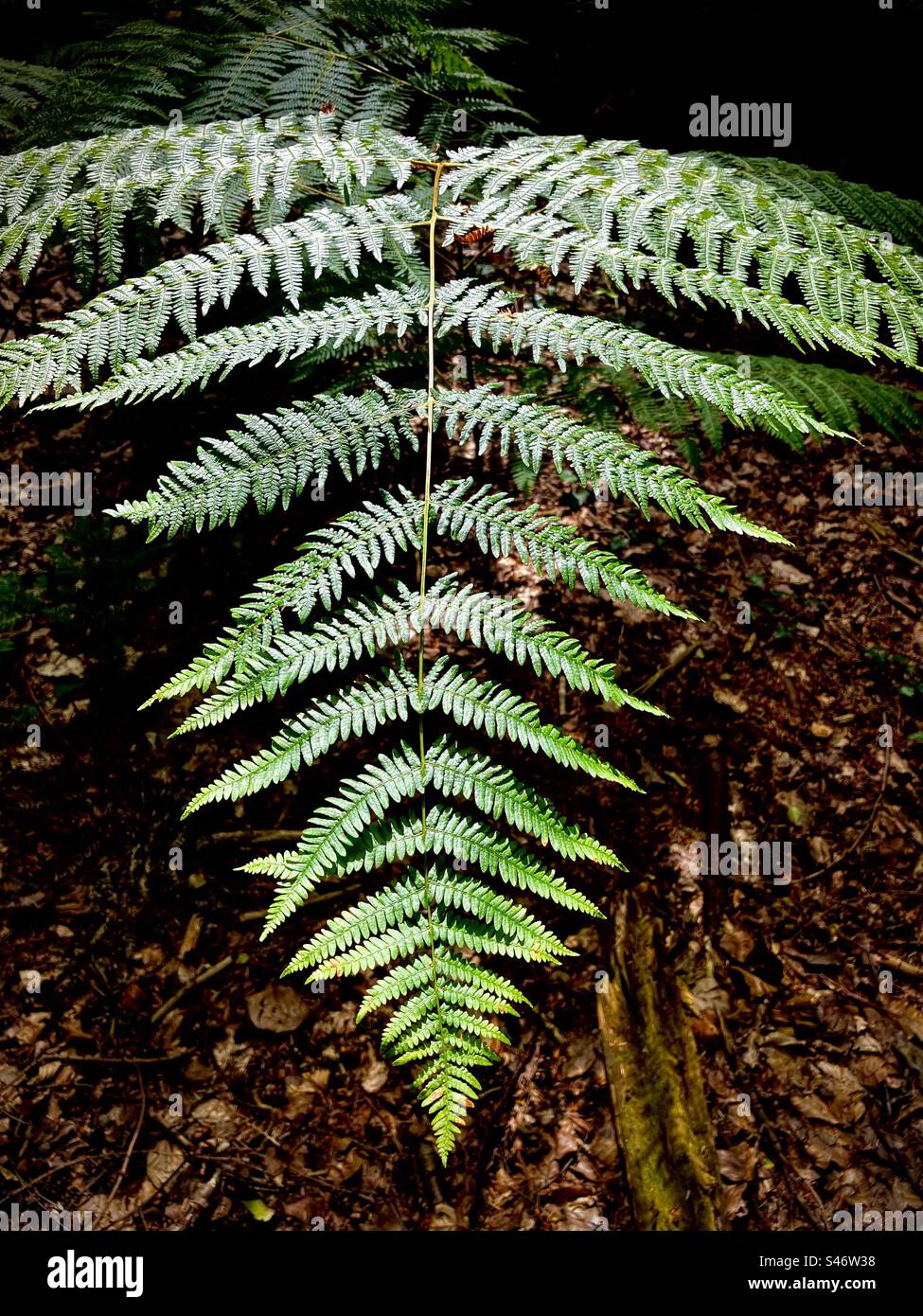 Fern patterns hi-res stock photography and images - Alamy