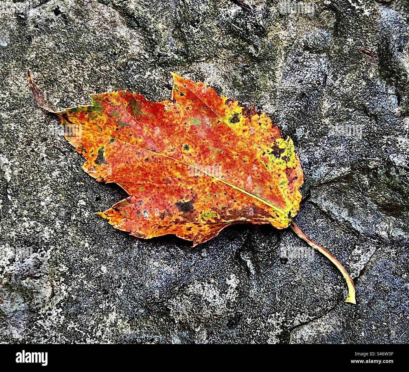 Saturated fall leaf hi-res stock photography and images - Alamy