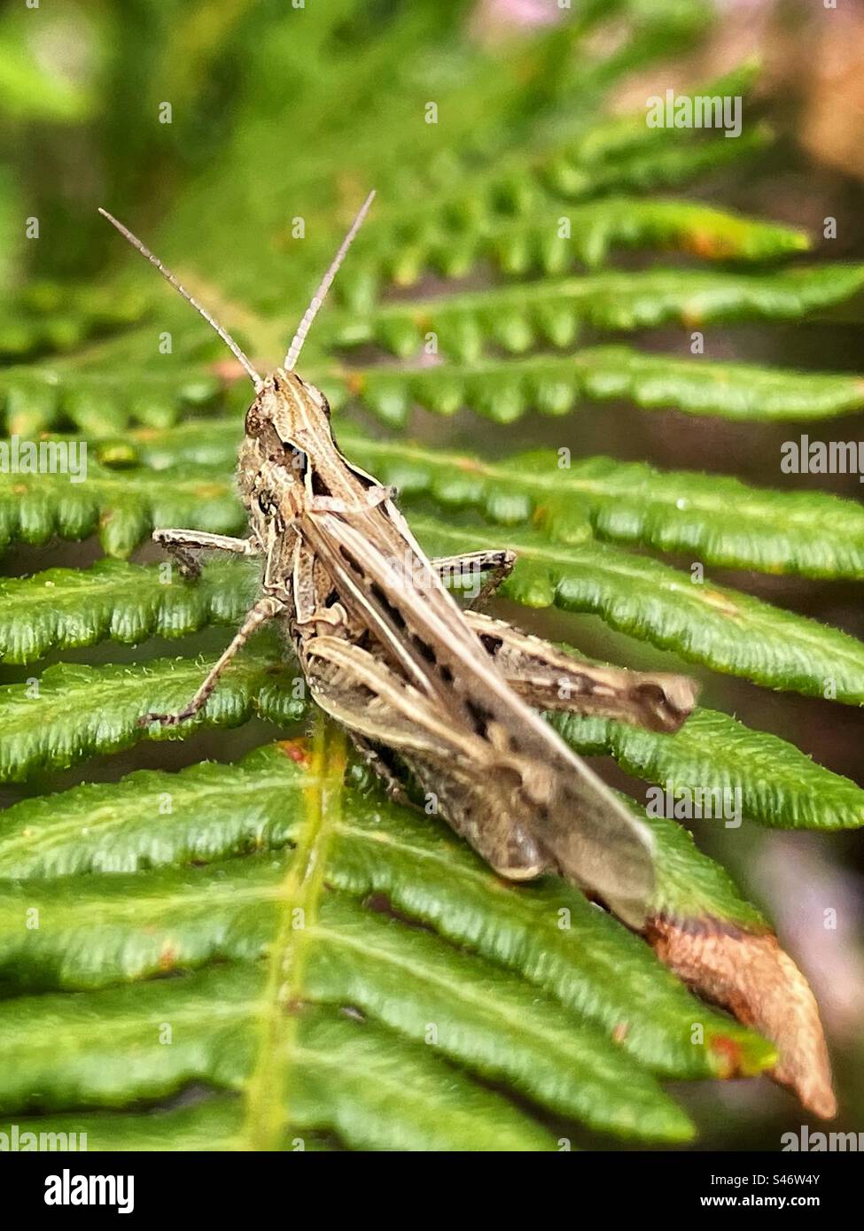 Common Field Grasshopper Stock Photo - Alamy