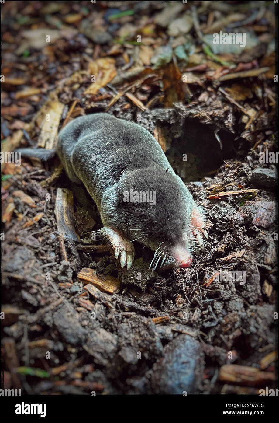 Mole crawling from its hole Stock Photo - Alamy