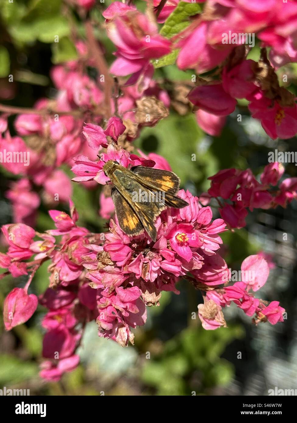 Queens wreath flowers hi-res stock photography and images - Alamy