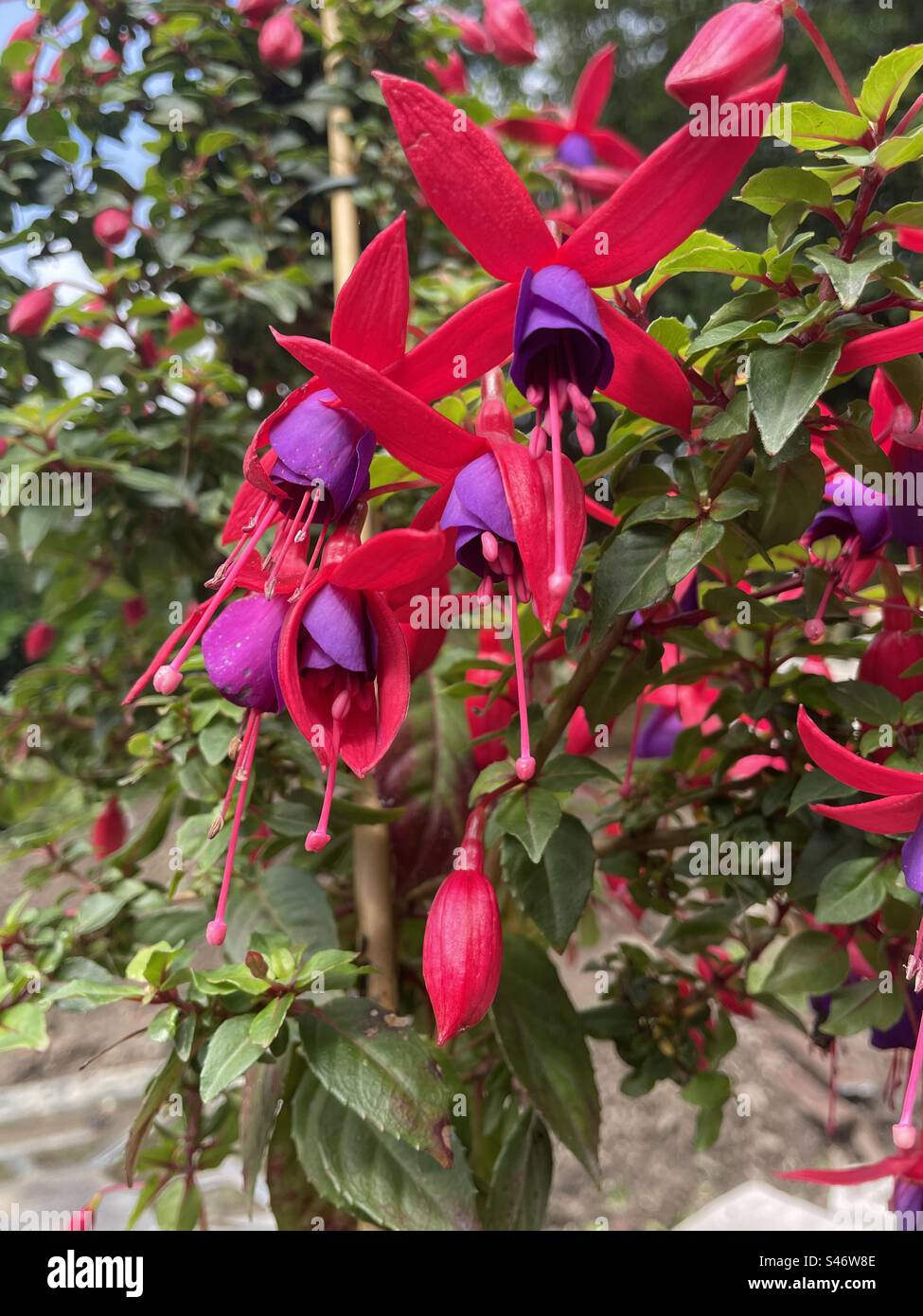 Plants fuchsia hi-res stock photography and images - Alamy