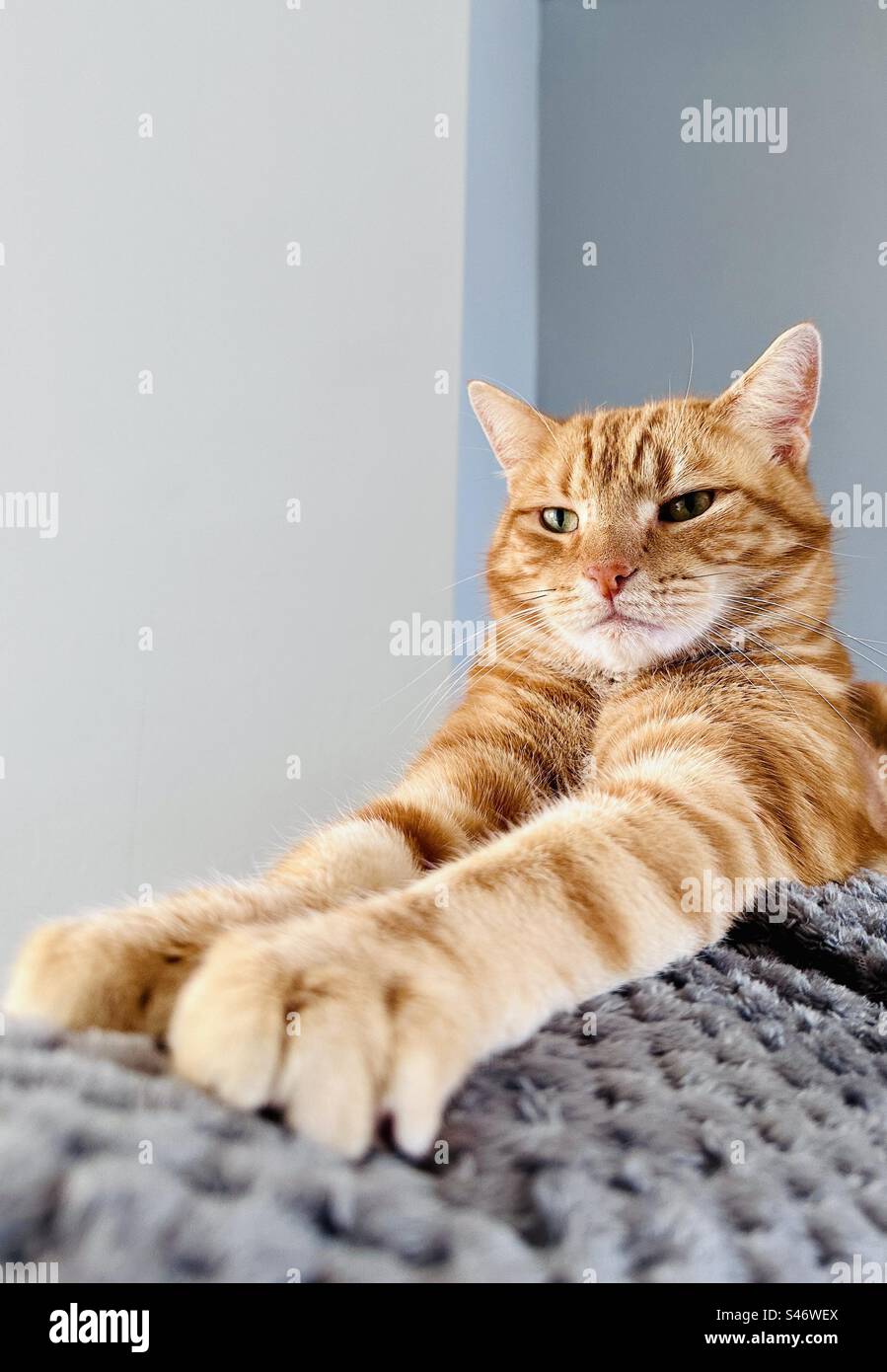 Ginger tabby cat hi-res stock photography and images - Alamy