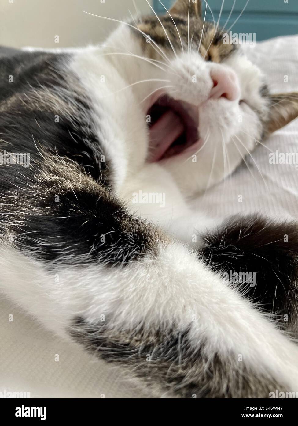 Tired cat hi-res stock photography and images - Alamy