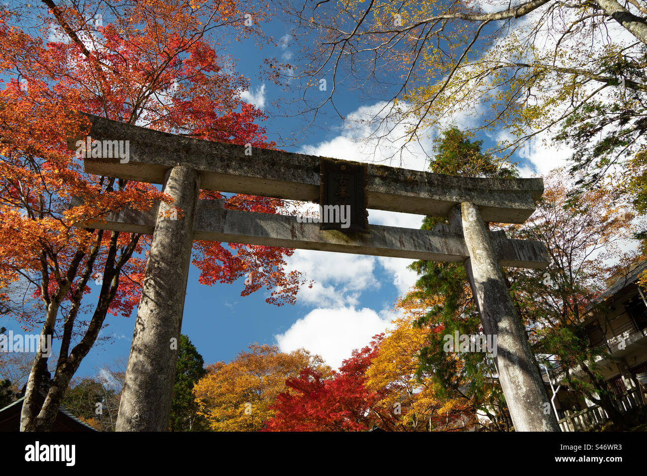 Japanese gate with autumn leaves Stock Photo - Alamy