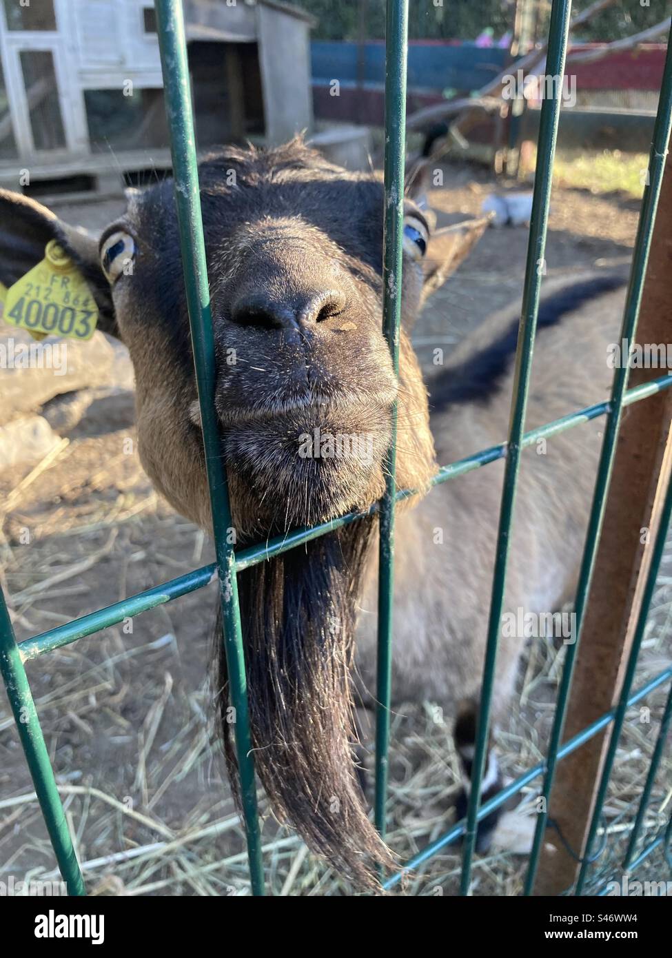 Caged goat hi-res stock photography and images - Alamy